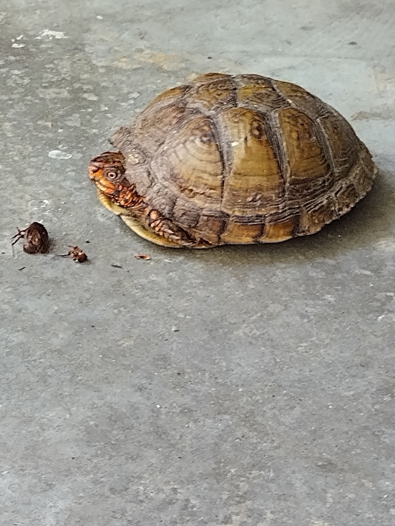 Common Box Turtle in May 2022 by Marnie Barnes Sadri. The turtle was ...
