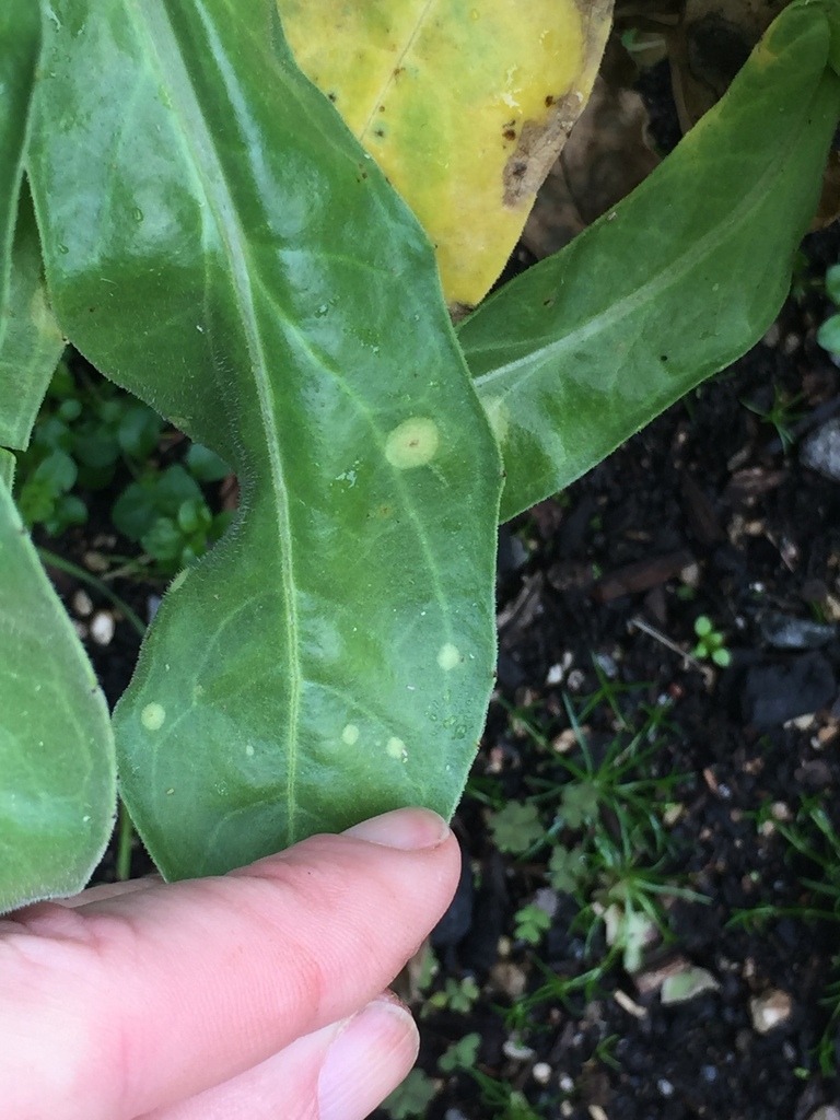 Entyloma calendulae from Auckland, New Zealand on September 4, 2023 at ...