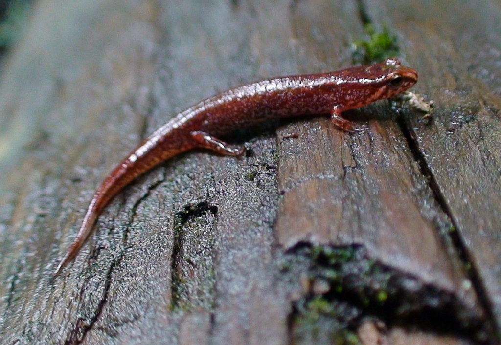 Pygmy Salamander in May 2011 by Chia aka Cory Chiappone · iNaturalist