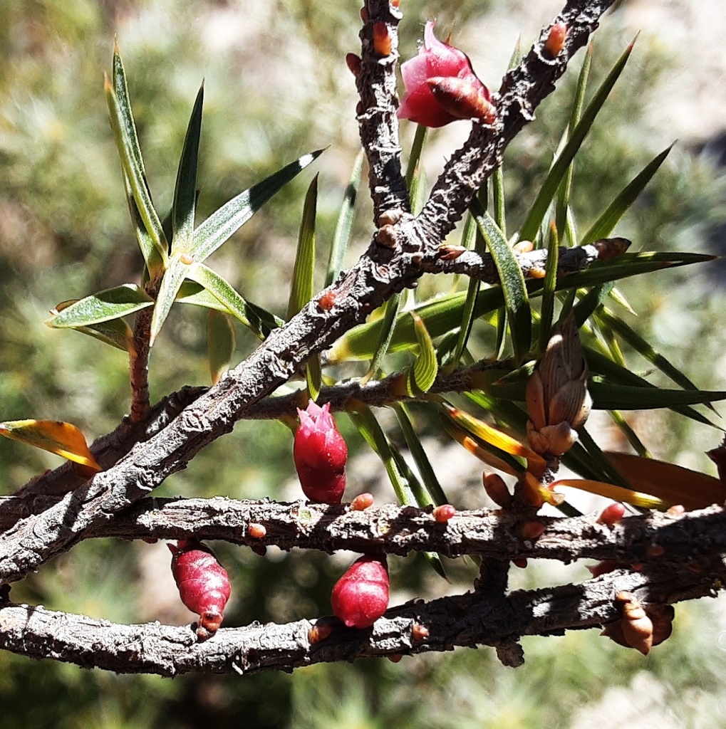 Melichrus erubescens from Goulburn River National Park NSW 2329 ...
