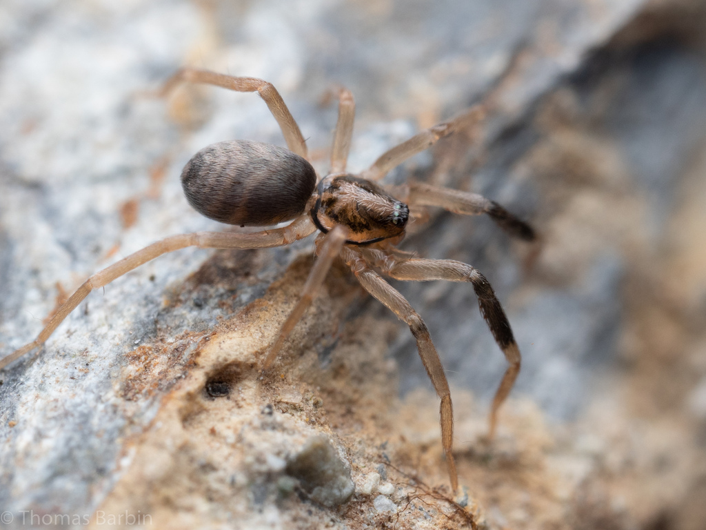 Greater Ant-mimic Corinne Spider from Capital, BC, Canada on August 7 ...