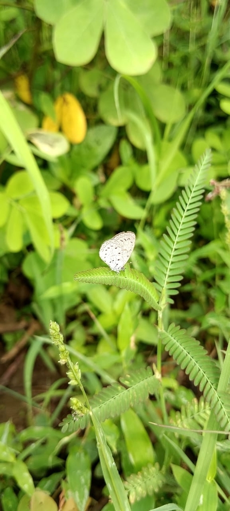 Tiny Grass Blue from 5Q2R+26, Nand, Maharashtra 412206, India on ...