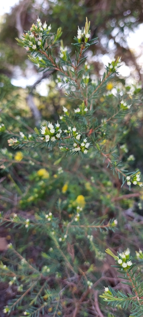 twiggy homoranthus from Wurtulla QLD 4575, Australia on September 2 ...
