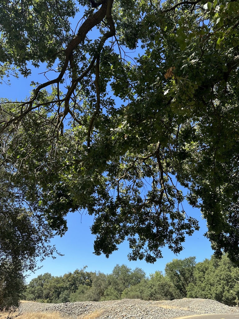 valley oak from Rancho Cordova, CA, USA on August 28, 2023 by ...