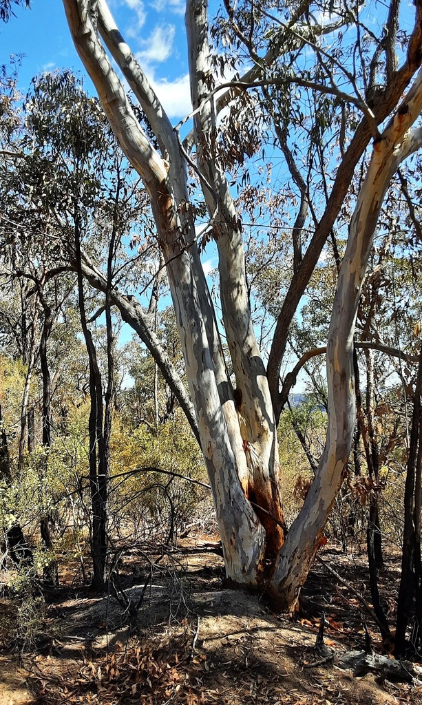 Eucalyptus dwyeri from Goulburn River National Park NSW 2329, Australia ...