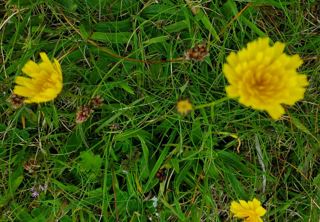 Autumn Hawkbit from Shetland Islands, UK on August 11, 2023 at 12:22 PM ...