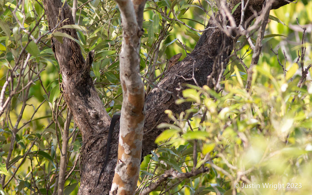 Rusty Monitor in February 2023 by littlebrownskink · iNaturalist