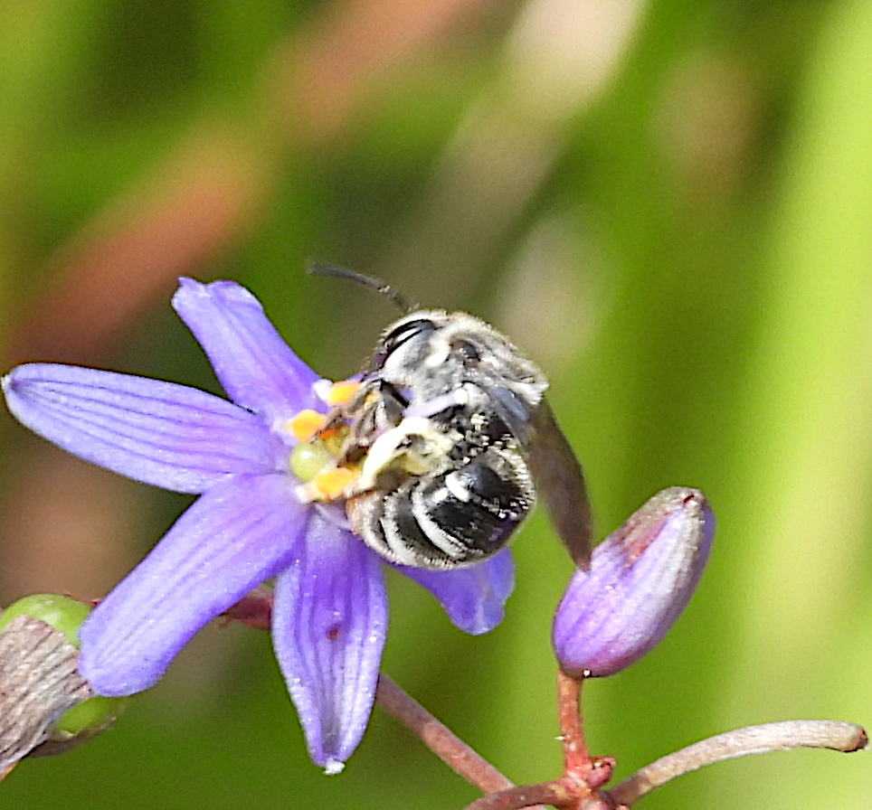 Woolly Sweat Bee in September 2023 by cirolana · iNaturalist