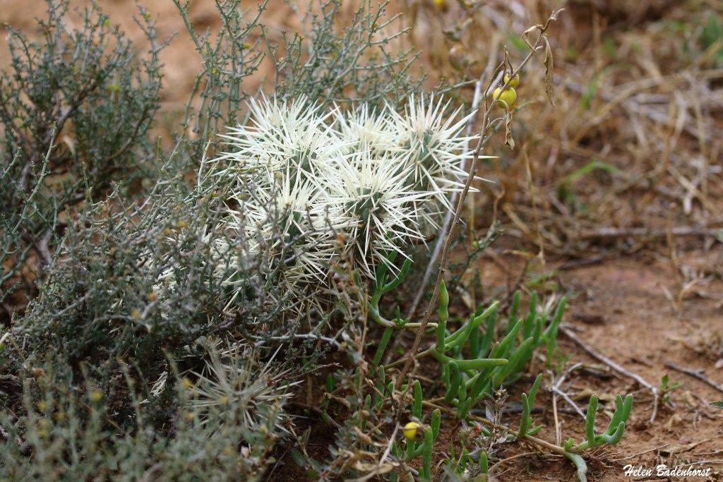 Hudson Pear from Graaff-Reinet, South Africa on May 8, 2017 at 11:19 AM ...