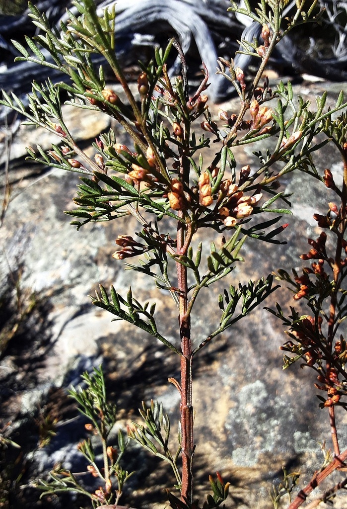 Cyanothamnus quadrangulus from Merriwa NSW 2329, Australia on September ...