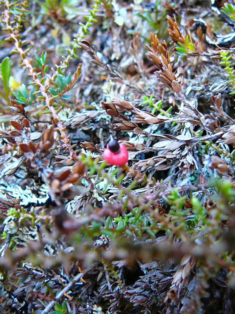 pygmy pine from Waikato 4691, New Zealand on April 11, 2010 at 12:25 PM ...