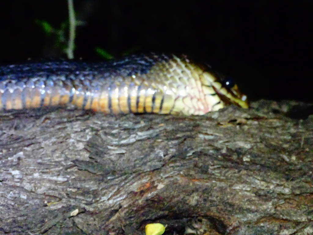 Texas Indigo Snake in February 2019 by Isaac Lord. Was pulling out and ...
