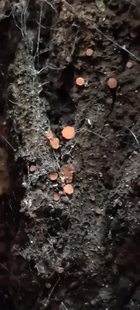 Zythia resinae from JJ22+R6 Resting Rock, Camas, WA 98607, USA on ...