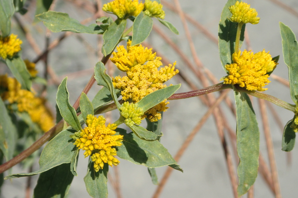 speedyweed from Bojanala Platinum District Municipality, South Africa ...