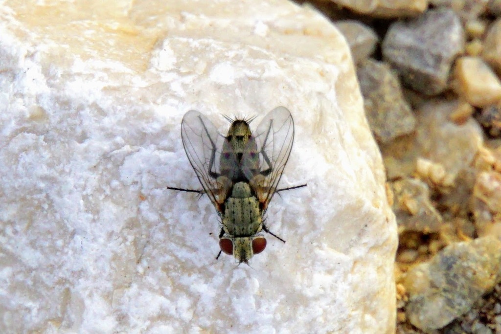 Satellite Flies from Kaštel Sućurac, Croatia on September 3, 2023 at 06 ...