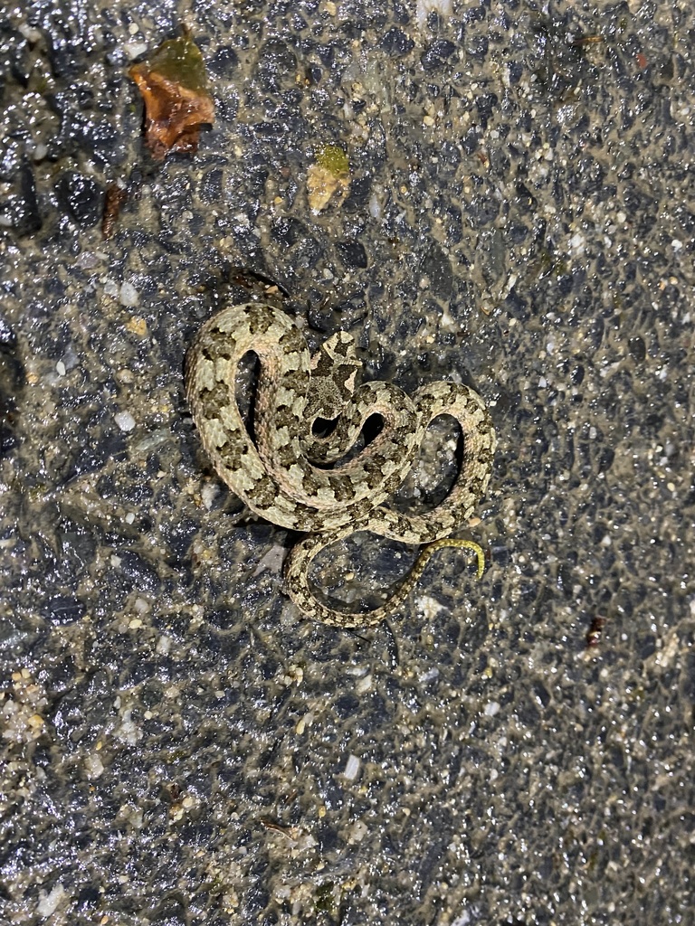 fi-si-pan horned pit viper in September 2023 by ong-siau-kun · iNaturalist