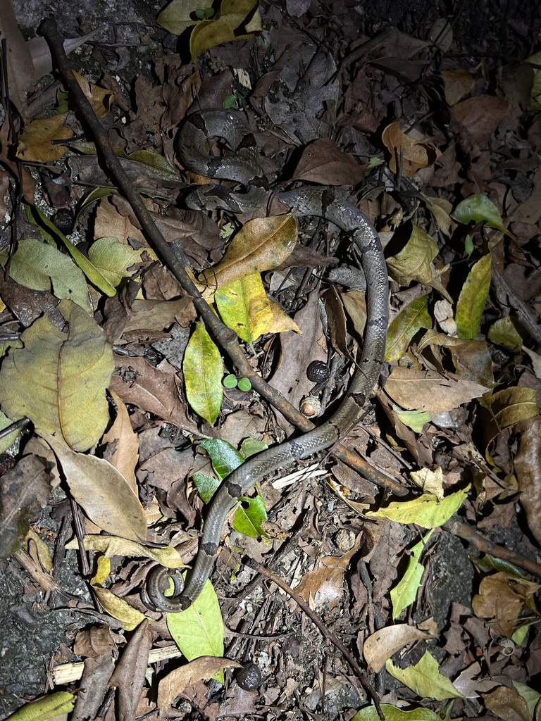 Chinese Kukri Snake in September 2023 by ong-siau-kun · iNaturalist