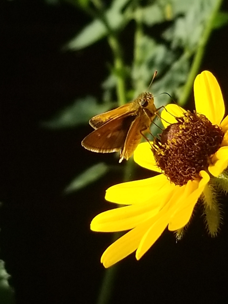 Tawny-edged Skipper from WDM, IA 50265, USA on August 2, 2023 at 06:36 ...
