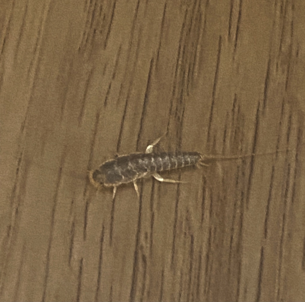 Long-tailed Silverfish from W Summit Ave, San Antonio, TX, US on ...