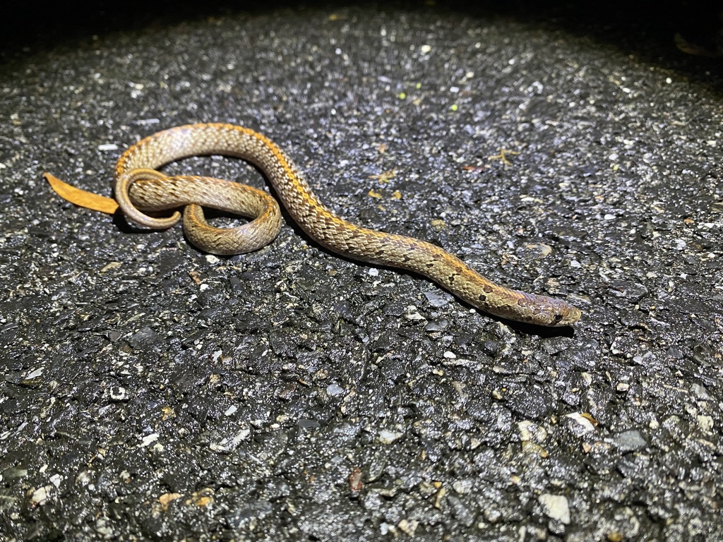 Taiwan Kukri Snake in August 2023 by ong-siau-kun · iNaturalist