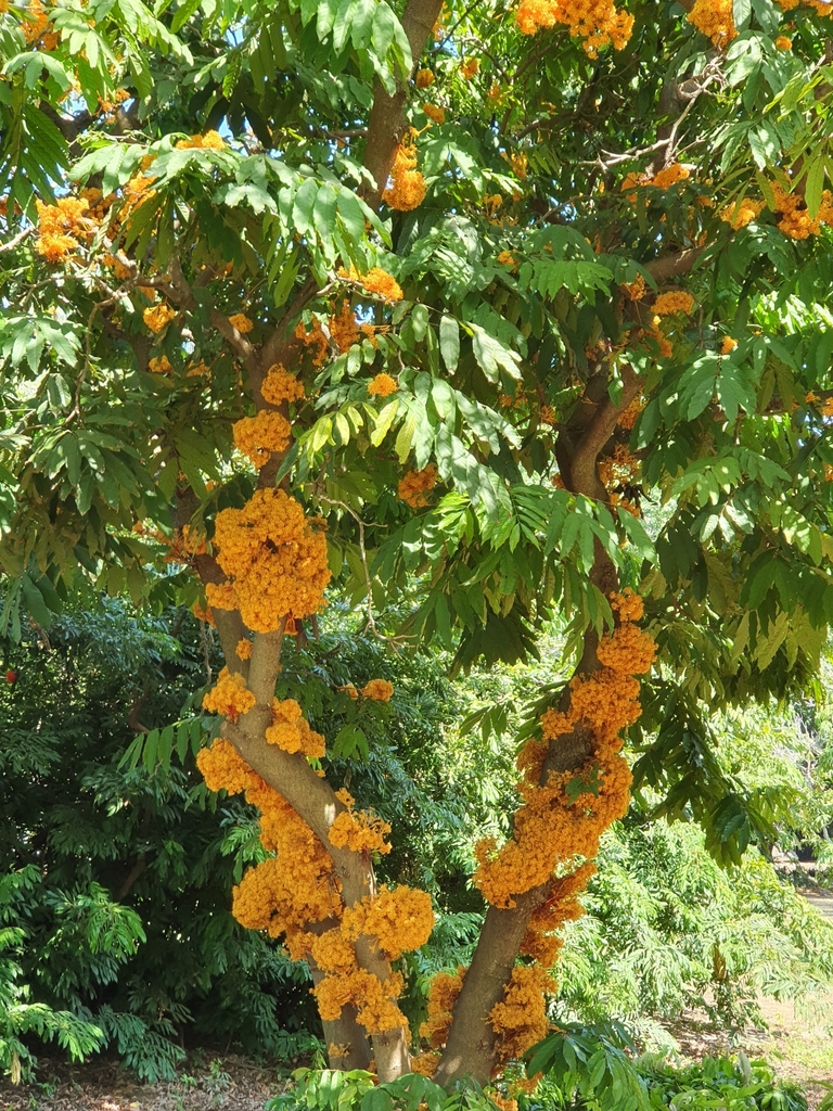 legumes from George Brown Darwin Botanic Gardens, Gilruth Ave & Gardens ...