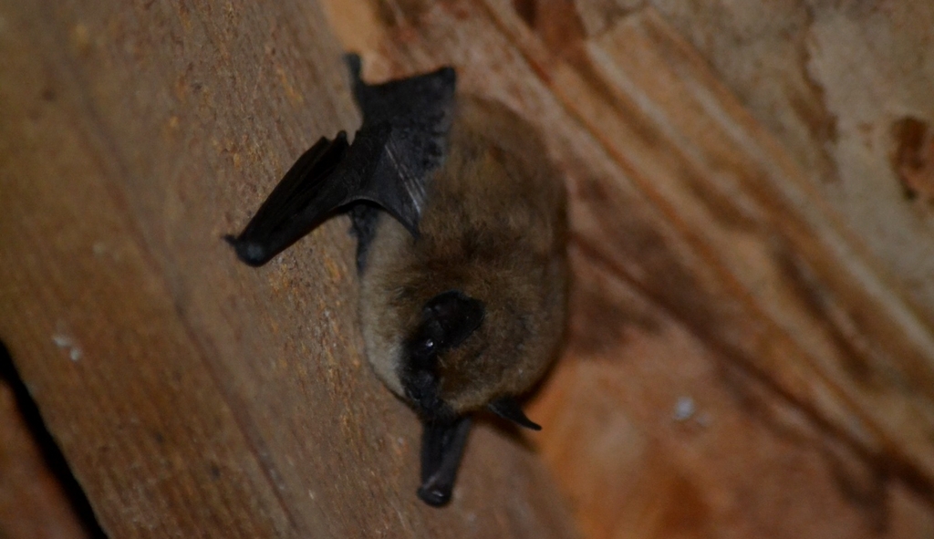 California Myotis from 20945 Ags., México on September 2, 2023 by Bruno ...