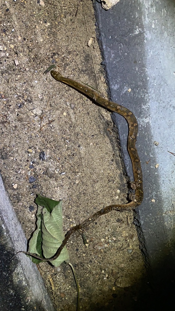 Chinese Bamboo Snake in July 2023 by ong-siau-kun · iNaturalist