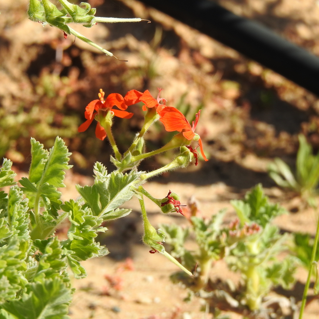 Red Mallow from Clanwilliam, 8135, South Africa on September 2, 2023 at ...