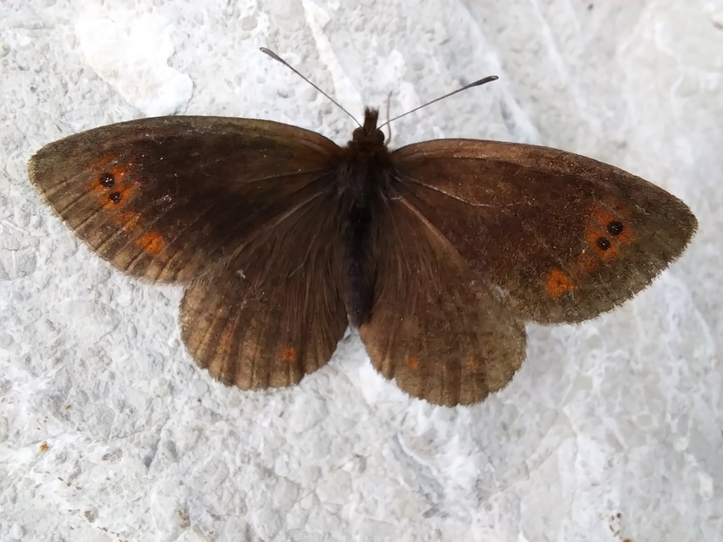 Water ringlet from 87561 Oberstdorf, Germany on September 2, 2023 at 02 ...