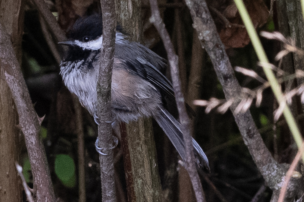 Black-capped Chickadee from Southlands, Vancouver, BC, Canada on ...