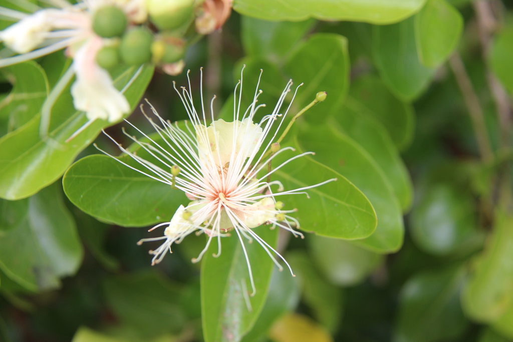 Capparis lucida from Somerset, QLD 4876, Australia on June 15, 2023 at ...