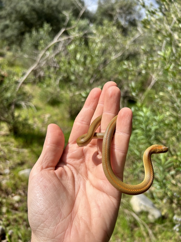 Aurora House Snake from Jonkershoek Street, Stellenbosch, WC, ZA on ...