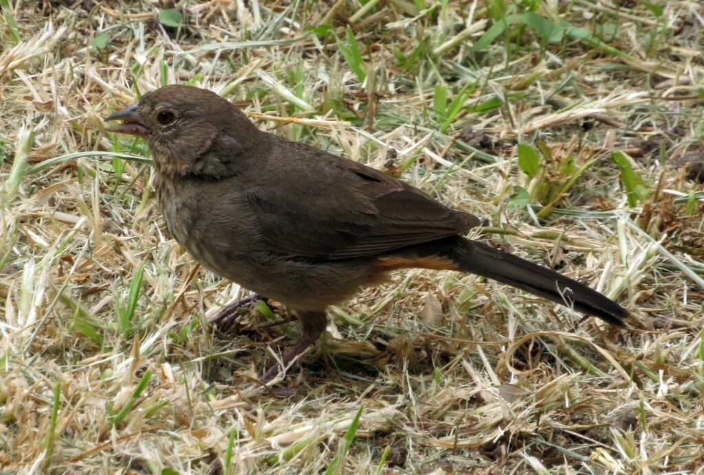 Canyon Towhee from Jardín en Lote 5, Las Vegas on August 31, 2023 at 12 ...