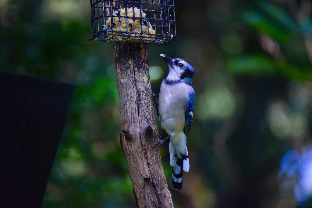 Blue Jay from Huntingdon Valley, Bryn Athyn, PA, USA on September 3 ...