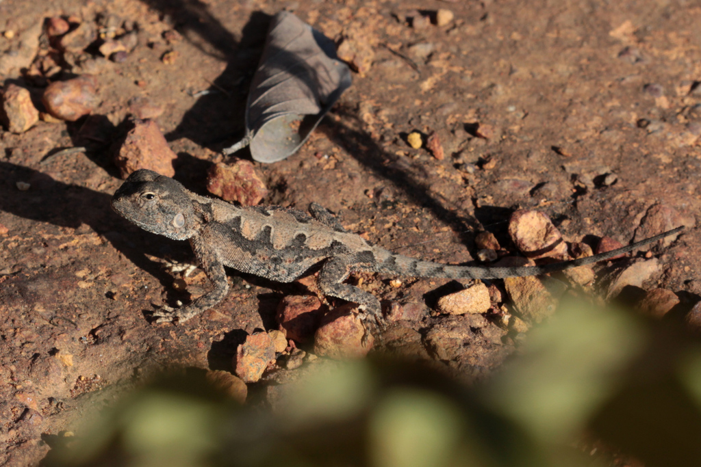 Tropical Spiny Agama from Nsama, Zambia on May 23, 2023 at 07:59 AM by ...