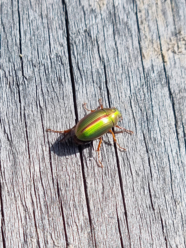Manuka beetle from Pukenui 0484, New Zealand on September 4, 2023 at 03 ...