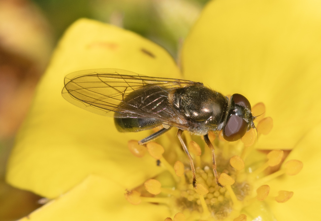 Cheilosia scutellata from Kelso TD5, UK on September 3, 2023 at 01:40 ...