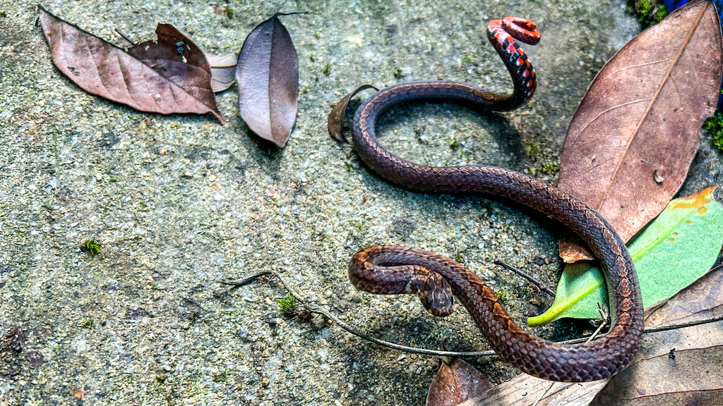Assam Kukri Snake in July 2023 by guliwu_island · iNaturalist