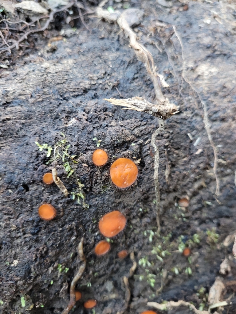Pyronemataceae from Kaiuma Bay, New Zealand on September 3, 2023 at 03: ...