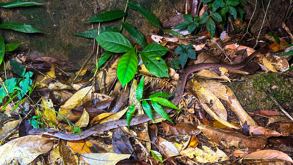 Chinese Bamboo Snake in August 2023 by guliwu_island · iNaturalist