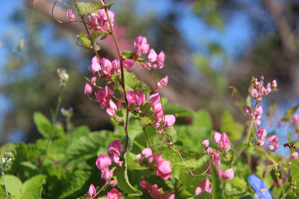 Coral Vine from Horn Island, QLD 4875, Australia on June 17, 2023 at 01 ...