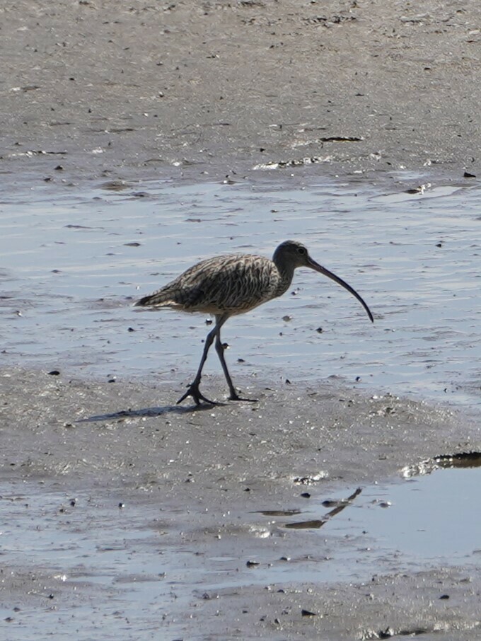 Far Eastern Curlew from Cairns North QLD 4870, Australia on September 4 ...