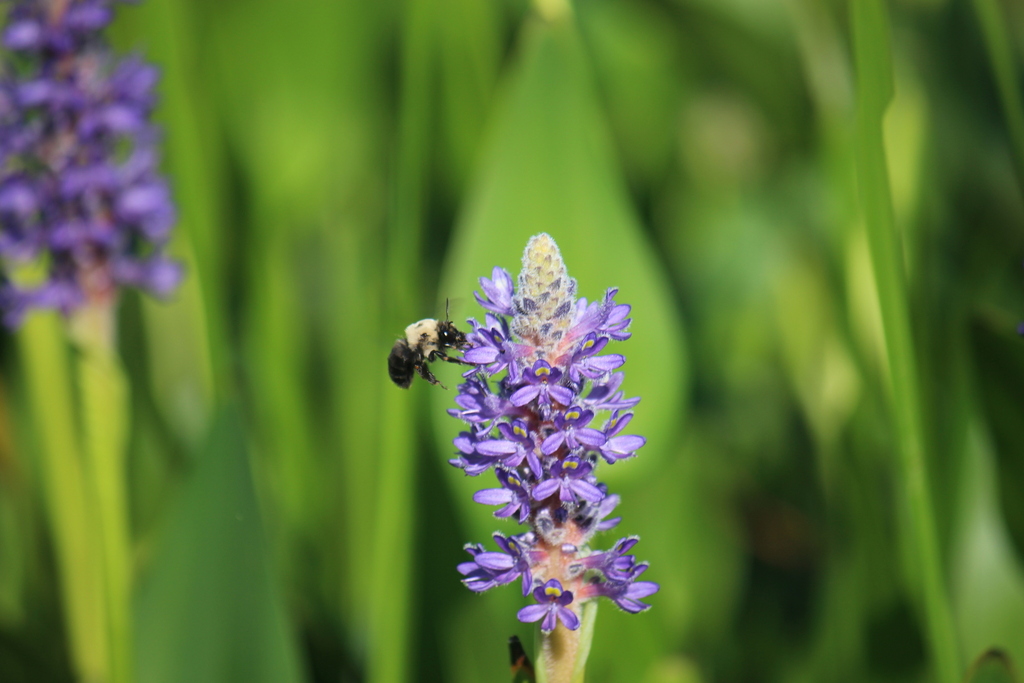 Abrupt Digger Bee from College Park, MD, USA on June 20, 2016 at 09:28 ...