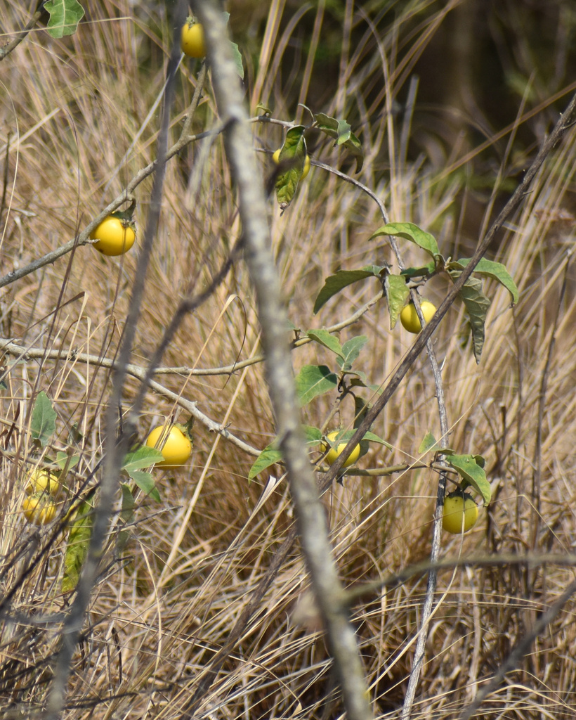 Thorn Bitter Apple from Albert Falls Dam, Wartburg, KZN, ZA on ...