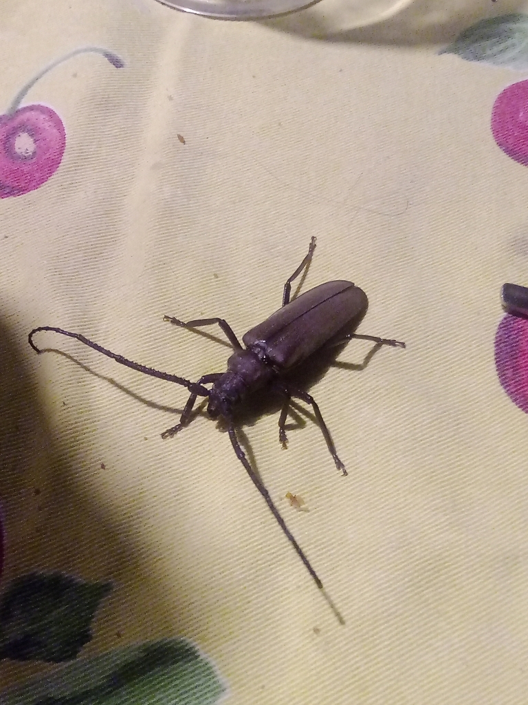 grain support beetle from Rueglio on August 24, 2023 at 11:53 PM by ...