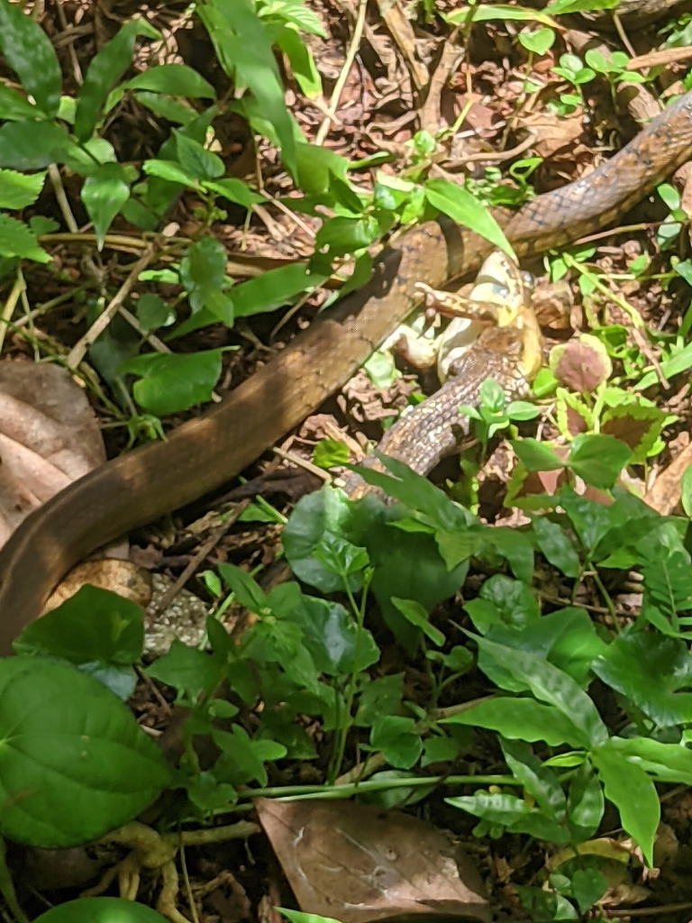 Oriental Rat Snake from RF52+2X4, Edakkad, Kerala 670663, India on ...