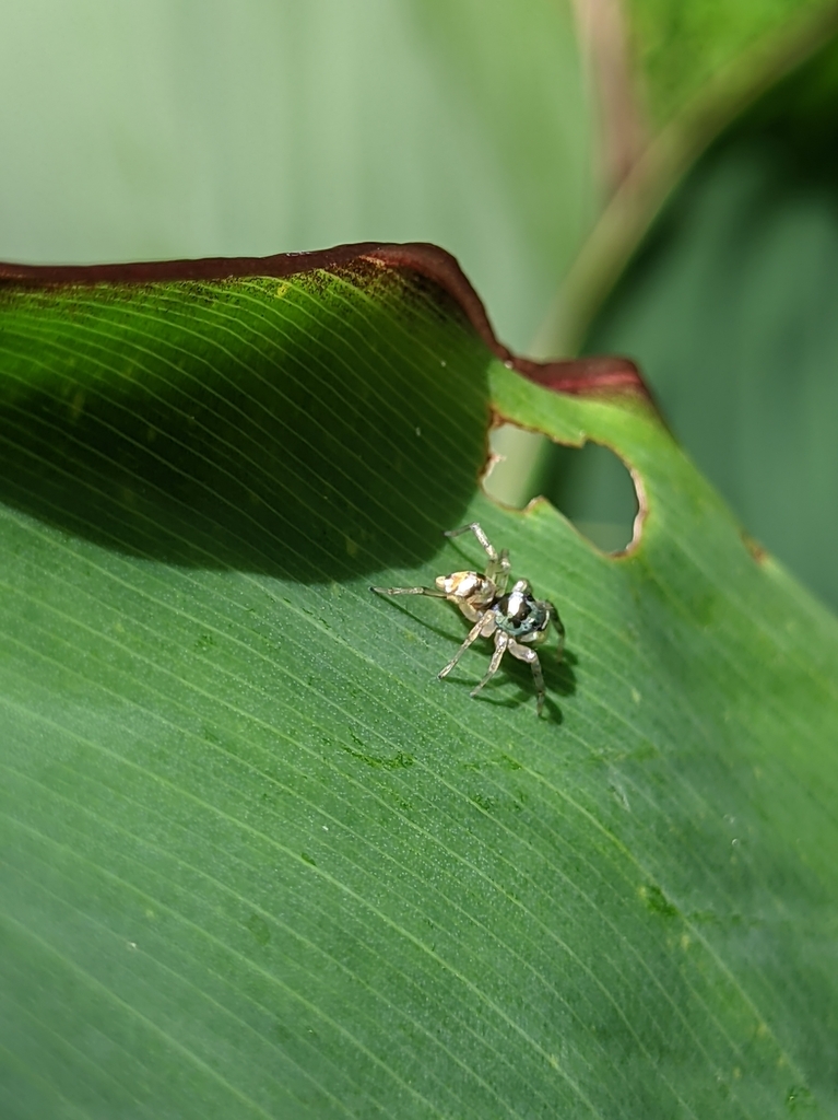 Typical Jumping Spiders from RF52+2X4, Edakkad, Kerala 670663, India on ...