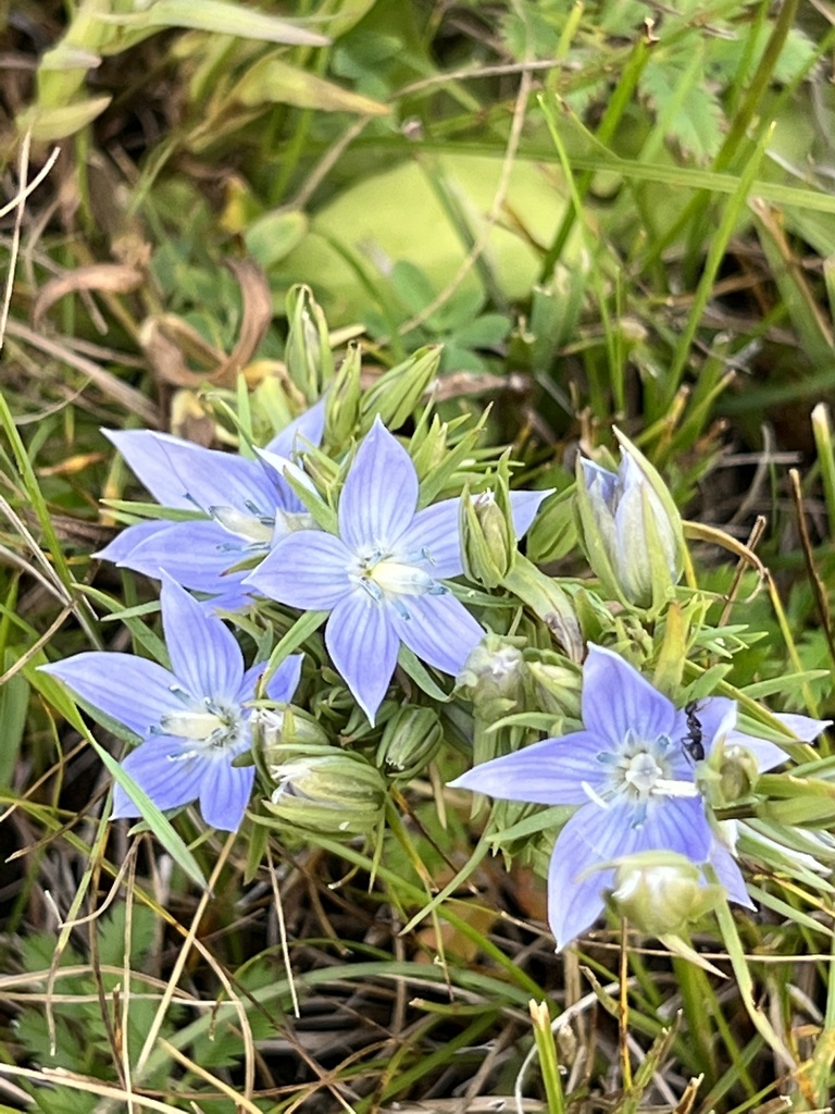 Marsh Felwort from Ольхонский район, Иркутская область, RU on August 26 ...