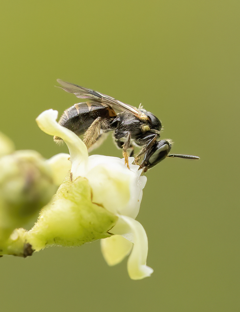 Black Reed Bees from Amboli, Maharashtra 416510, India on August 20 ...