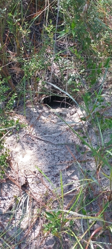 iNaturalist Tracking Database – NatureTracking